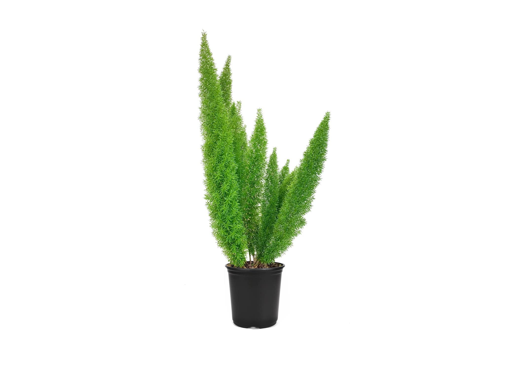 Foxtail Fern Myers 3 Large Gallon Size Plants Live Asparagus ...