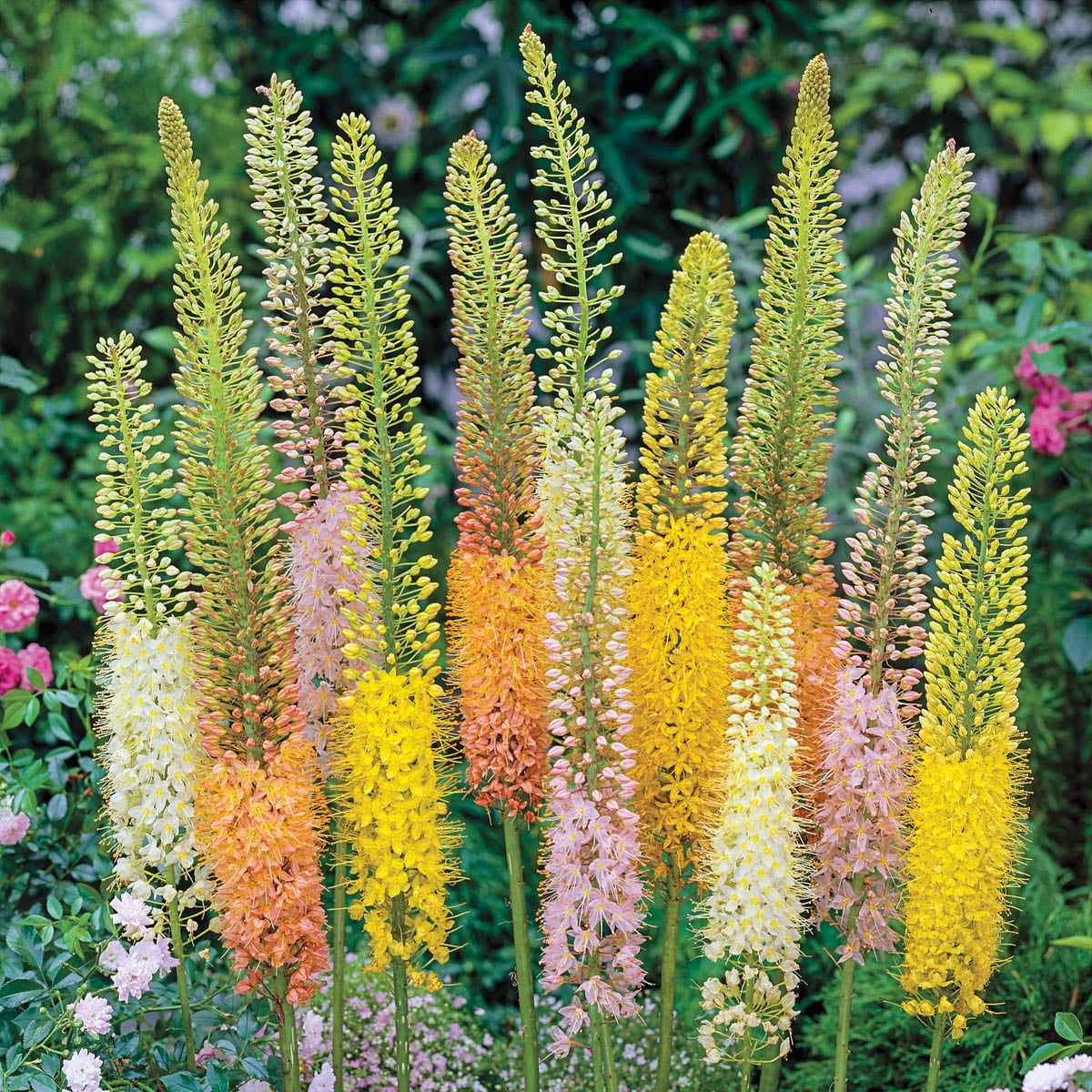 Foxtail Lily Mixture (Eremurus) Dormant Bare Root Starter Perennial ...