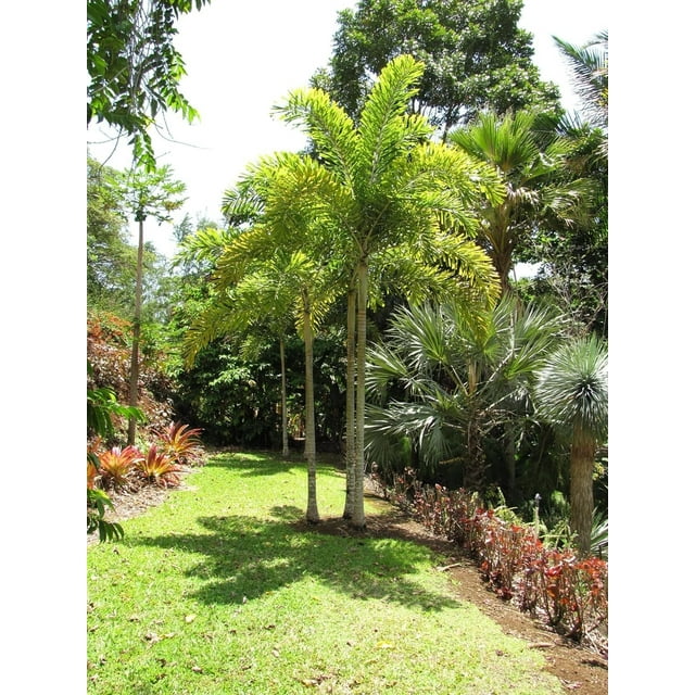 Foxtail Palm Wodyetia Bifurcata - Live Plant in 3 Gallon Pot - Low ...