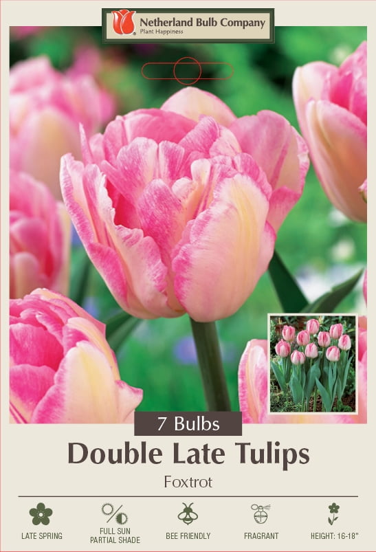 Foxtrot Double Late Tulip - 7 Bulbs - 12/+ cm Bulbs - Walmart.com