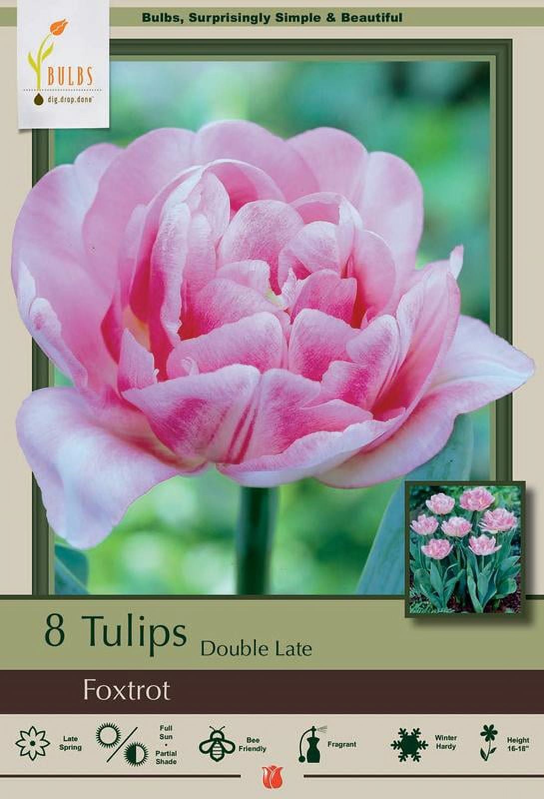 Foxtrot Double Late Tulip - 8 Bulbs - 12/+ cm Bulbs - Walmart.com