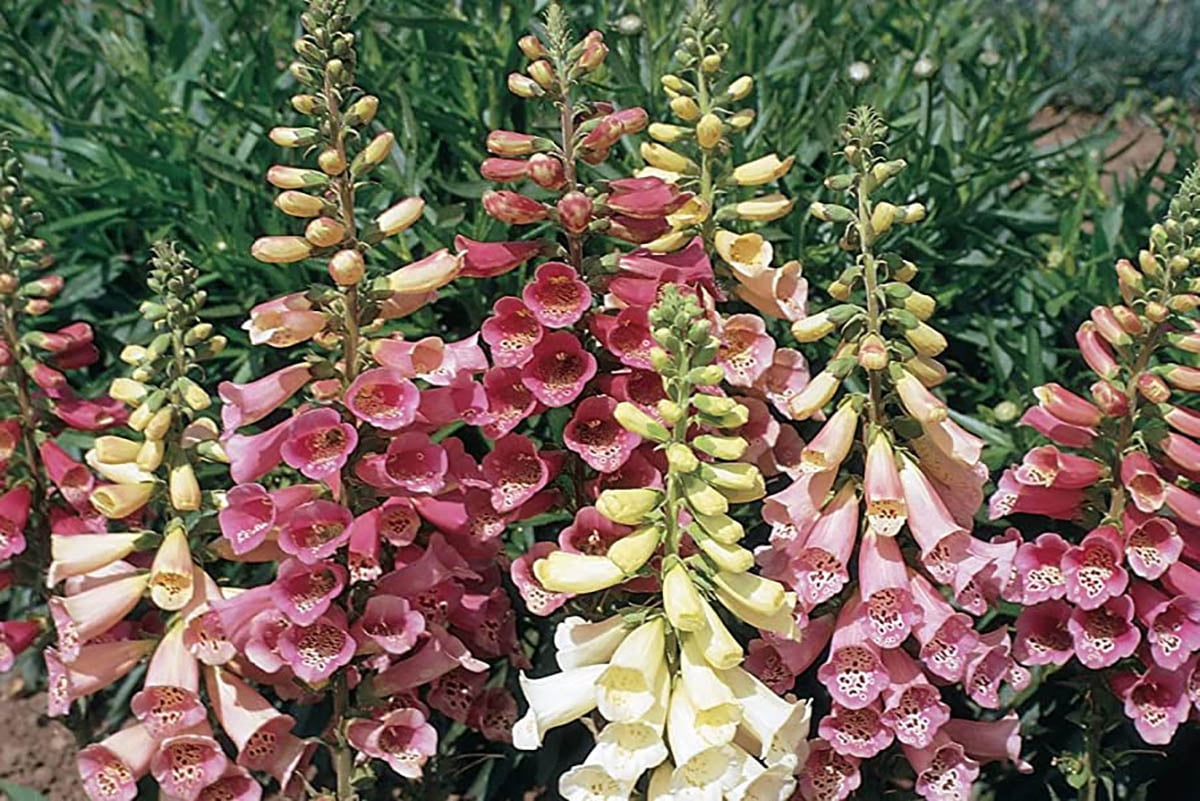 Foxy Foxglove Mix - Digitalis Perennial Plant - Quart Pot - Walmart.com
