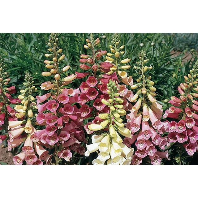 Foxy Foxglove Mix - Digitalis Perennial Plant - Quart Pot - Walmart.com