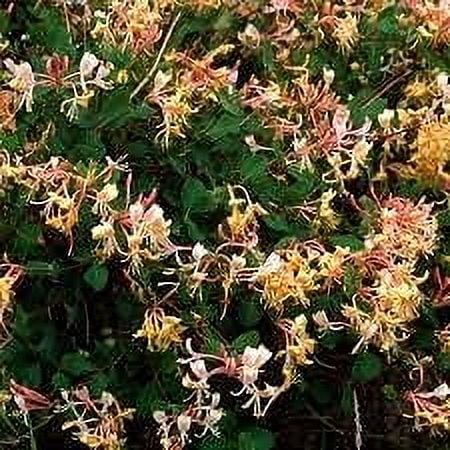 Fragrance Oil 16 oz Bottle Premium Grade for Candle and Soap Making by ...