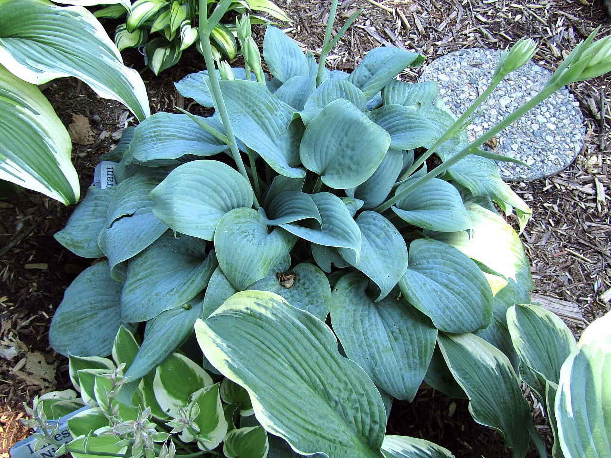 Fragrant Blue Hosta - Blue Leaves - Fragrant White Flowers - Quart Pot ...