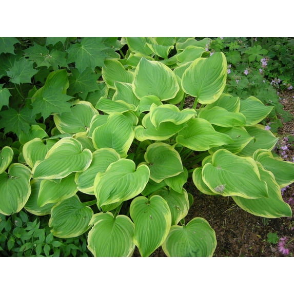 Fragrant Bouquet Hosta - Extremely Fragrant Near White Flowers - Quart ...