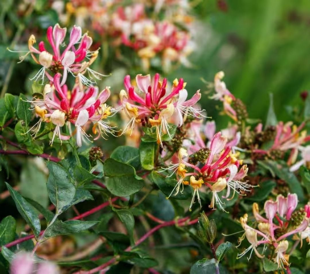 Fragrant Cloud Pink Honeysuckle in 3.5 inch pot, A Beautiful, Fragrant ...