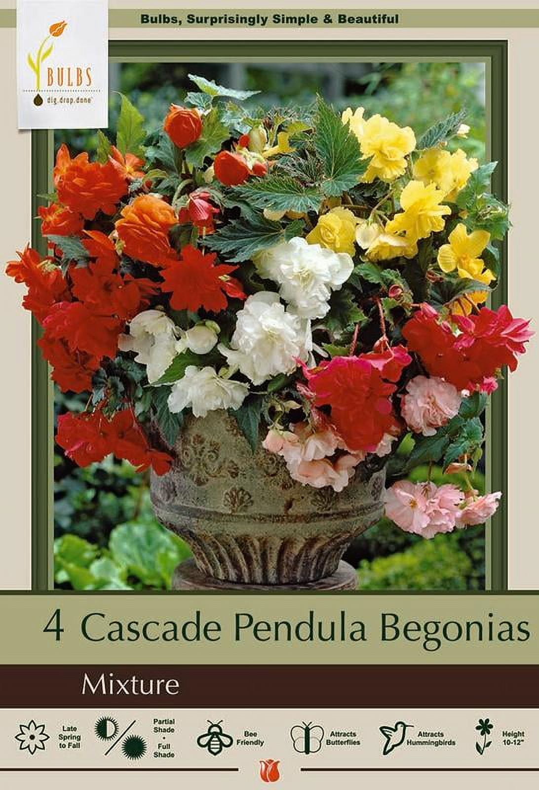 Fragrant Double Cascade Begonia Odorosa Mix 4 Bulbs - First Fragrant ...