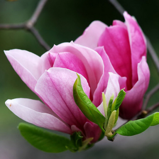Fragrant Jane Magnolia Live Plant, 3-5 inch Tall Starter Plant, Pink ...