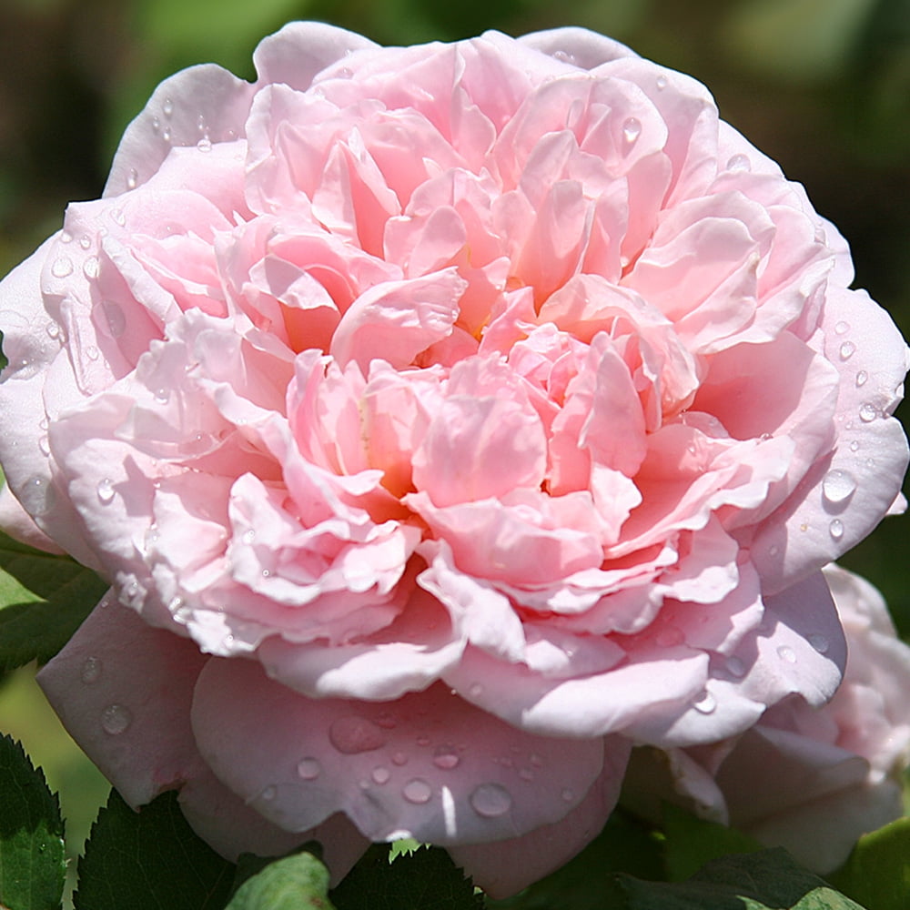 Fragrant Masterpiece™ Shrub Rose by Heirloom Roses - Fragrant Rose Bush ...
