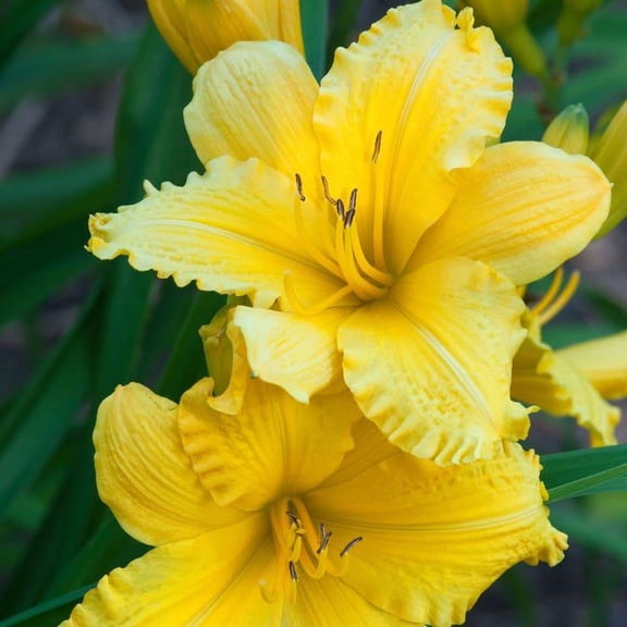 Stella De Oro Daylilies