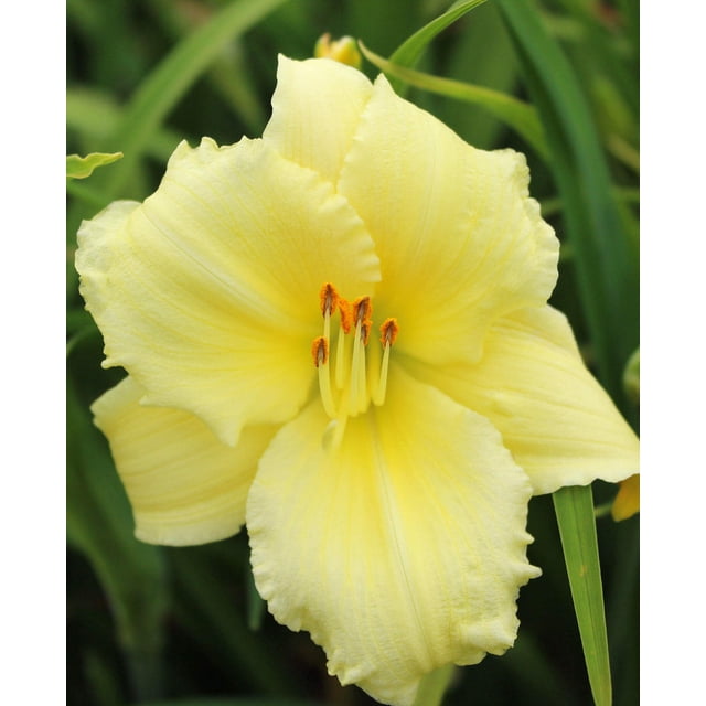 Fragrant Returns Reblooming Daylily - 3 root divisions - Walmart.com