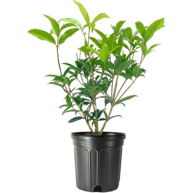 Fragrant Tea Olive 1 Live Gallon Size Plant Osmanthus fragrans Ideal ...