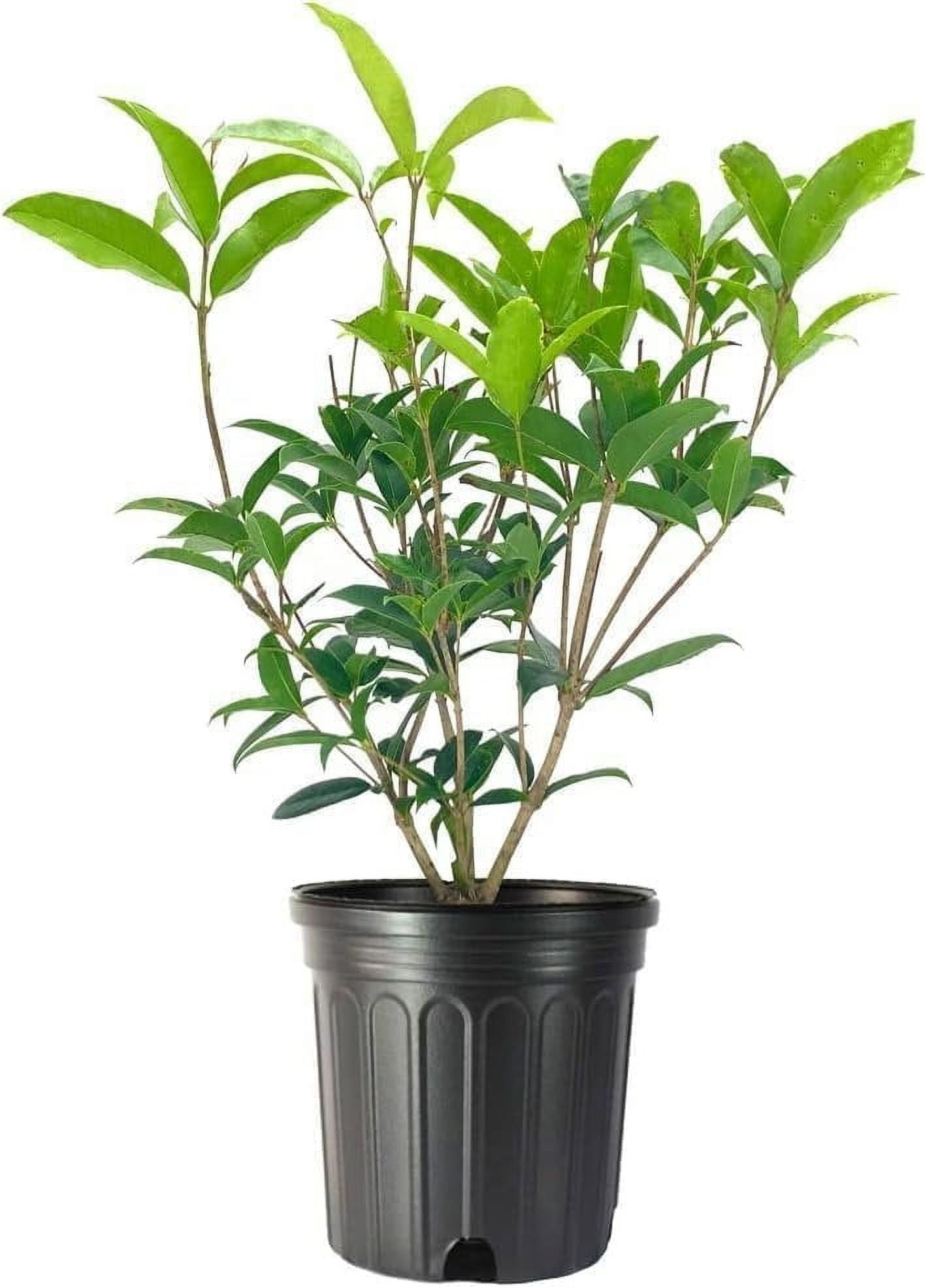 Fragrant Tea Olive 2 Live Gallon Size Plants Osmanthus fragrans Ideal ...
