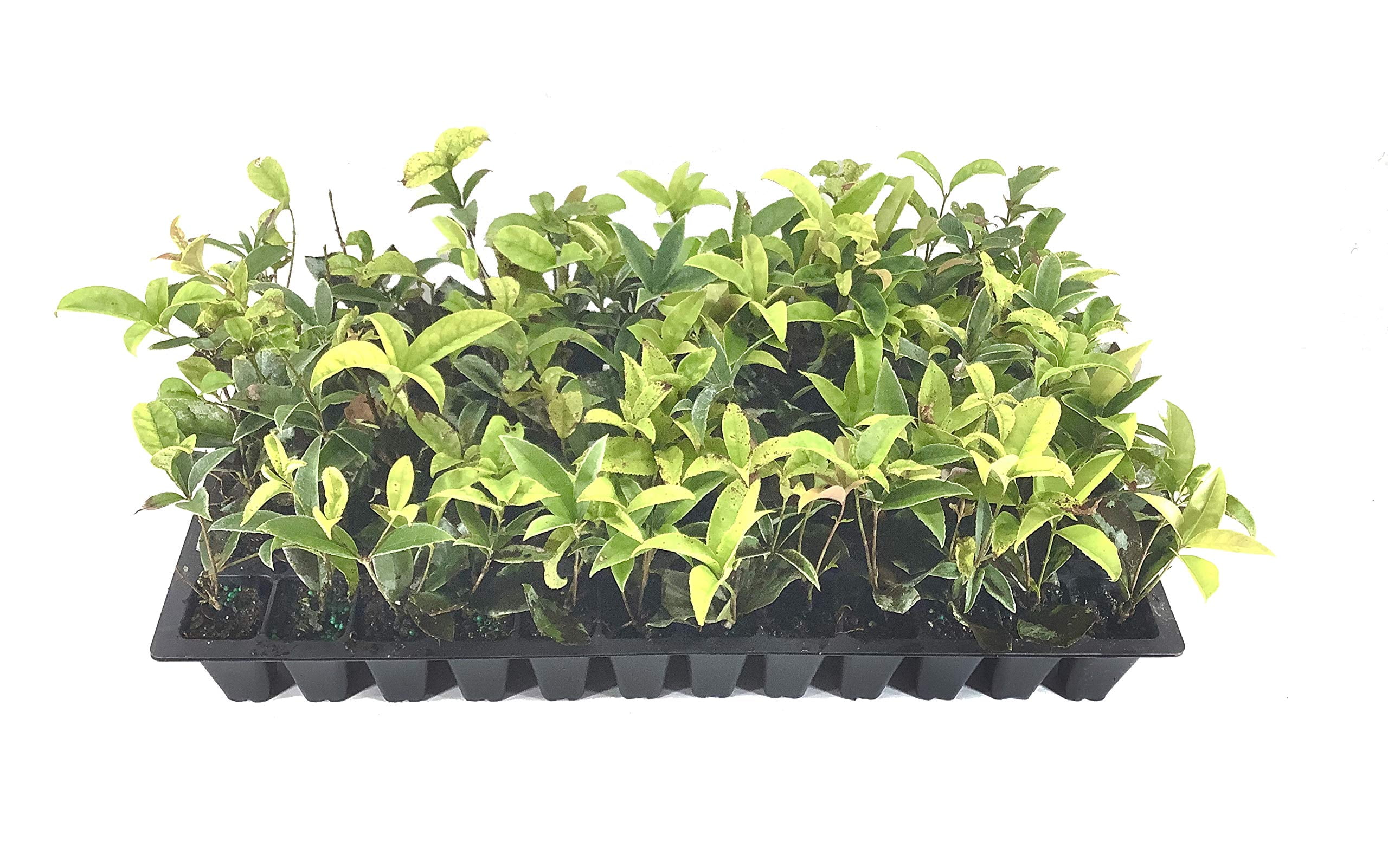 Fragrant Tea Olive | 30 Live Plants | Osmanthus fragrans | Evergreen ...