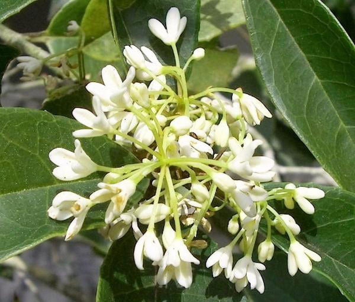 New Life Nursery & Garden, Fragrant Tea Olive Osmanthus Plant, 2.5 QT ...