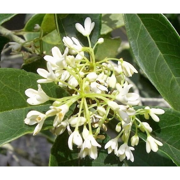 New Life Nursery & Garden, Fragrant Tea Olive Osmanthus Plant, 2.5 QT ...