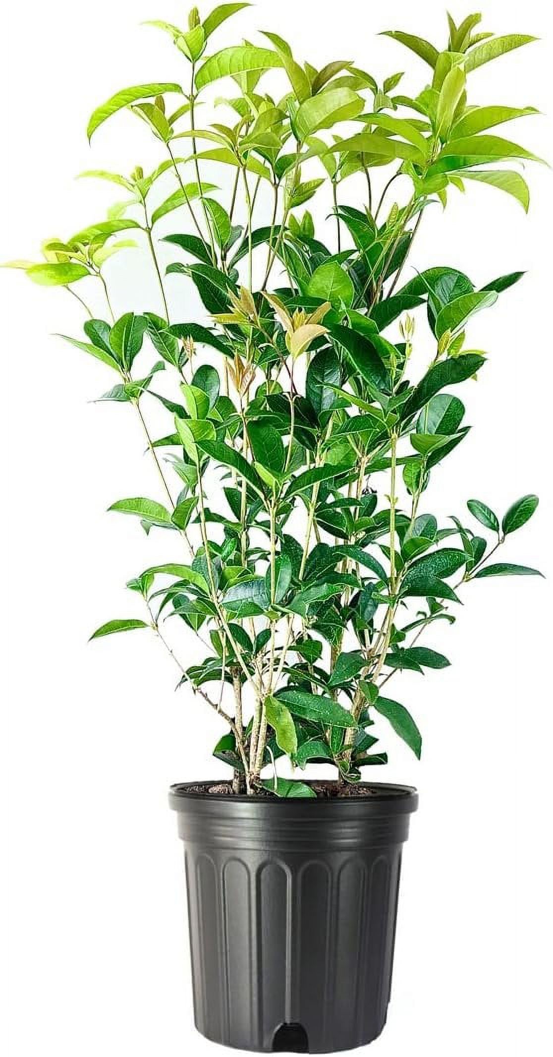 Fragrant Princess Dwarf Tea Olive ( 'Kaori Hime' osmanthus ) - Live ...
