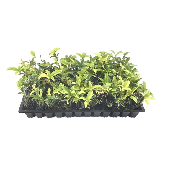 Fudingzhu Fragrant Tea Olive (Osmanthus) - Starter Plant, 4L, 1 Live ...
