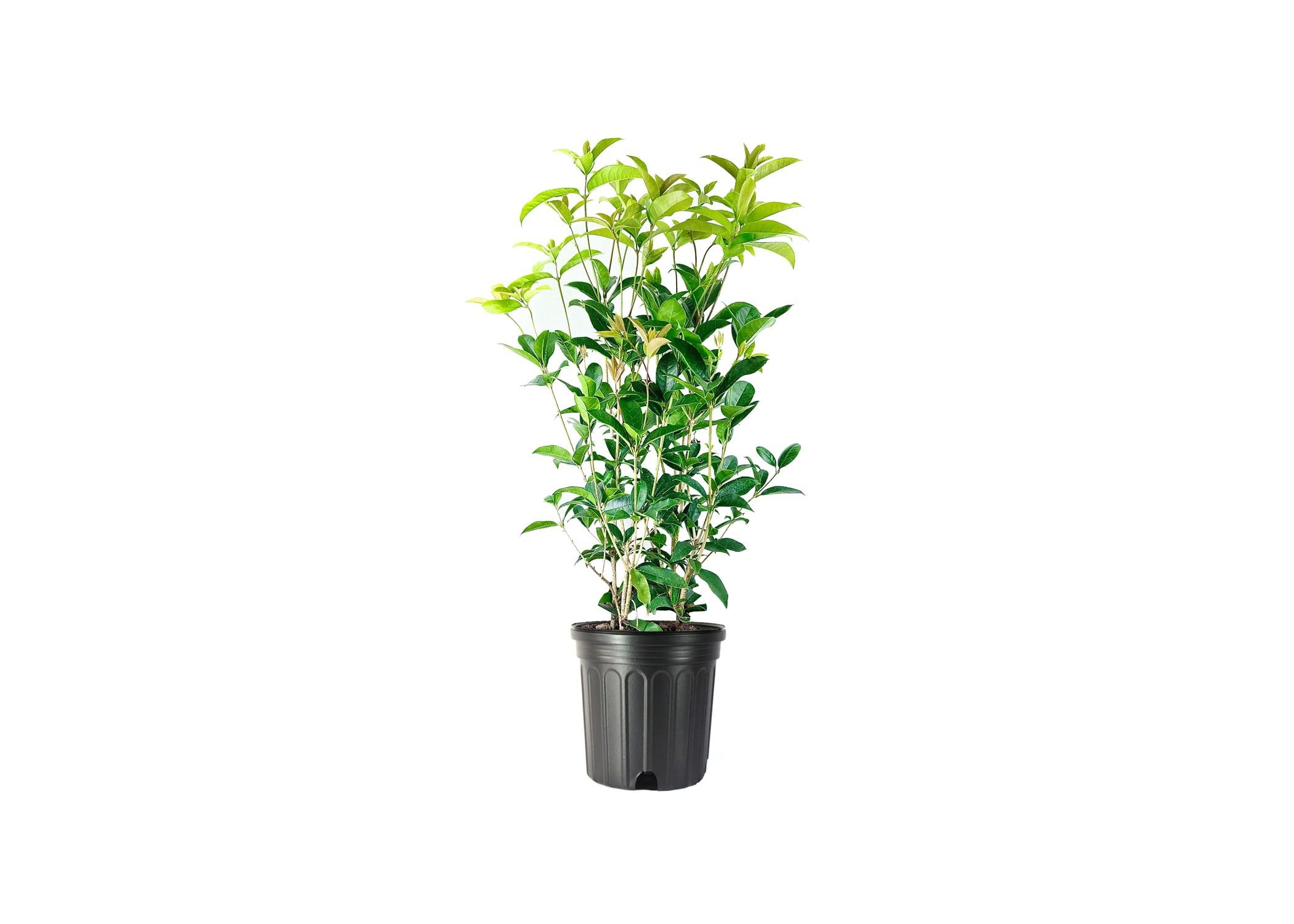 Fragrant Tea Olive Shrub 3 Extra Large 3 Gallon Plants Osmanthus ...