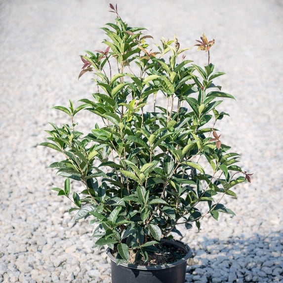Fragrant Tea Olive, Sweet Olive - 3 Gallon Pot, Live Evergreen Shrub ...