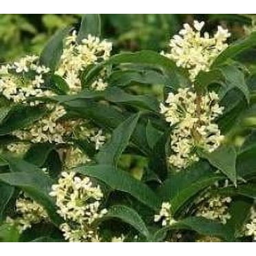 Free Shipping! 7 Gal. Tea Olive - Fragrant Flowering Evergreen Bush ...