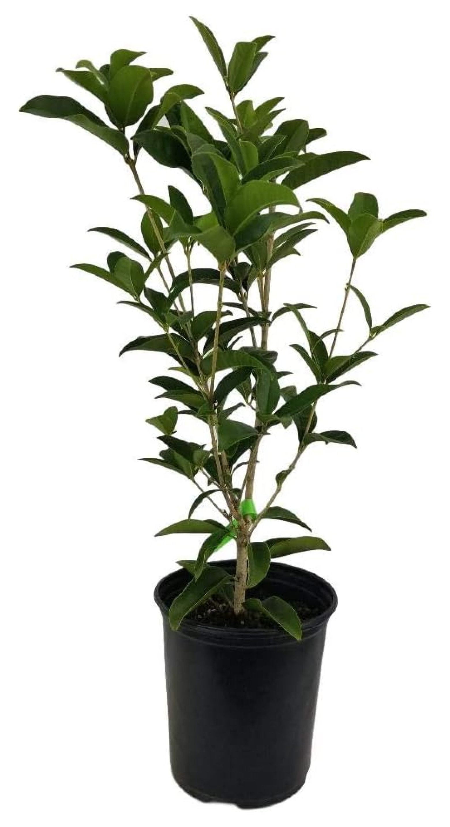 Fragrant Tea Olive ( osmanthus fragrans ) - Trade Gallon - Walmart.com