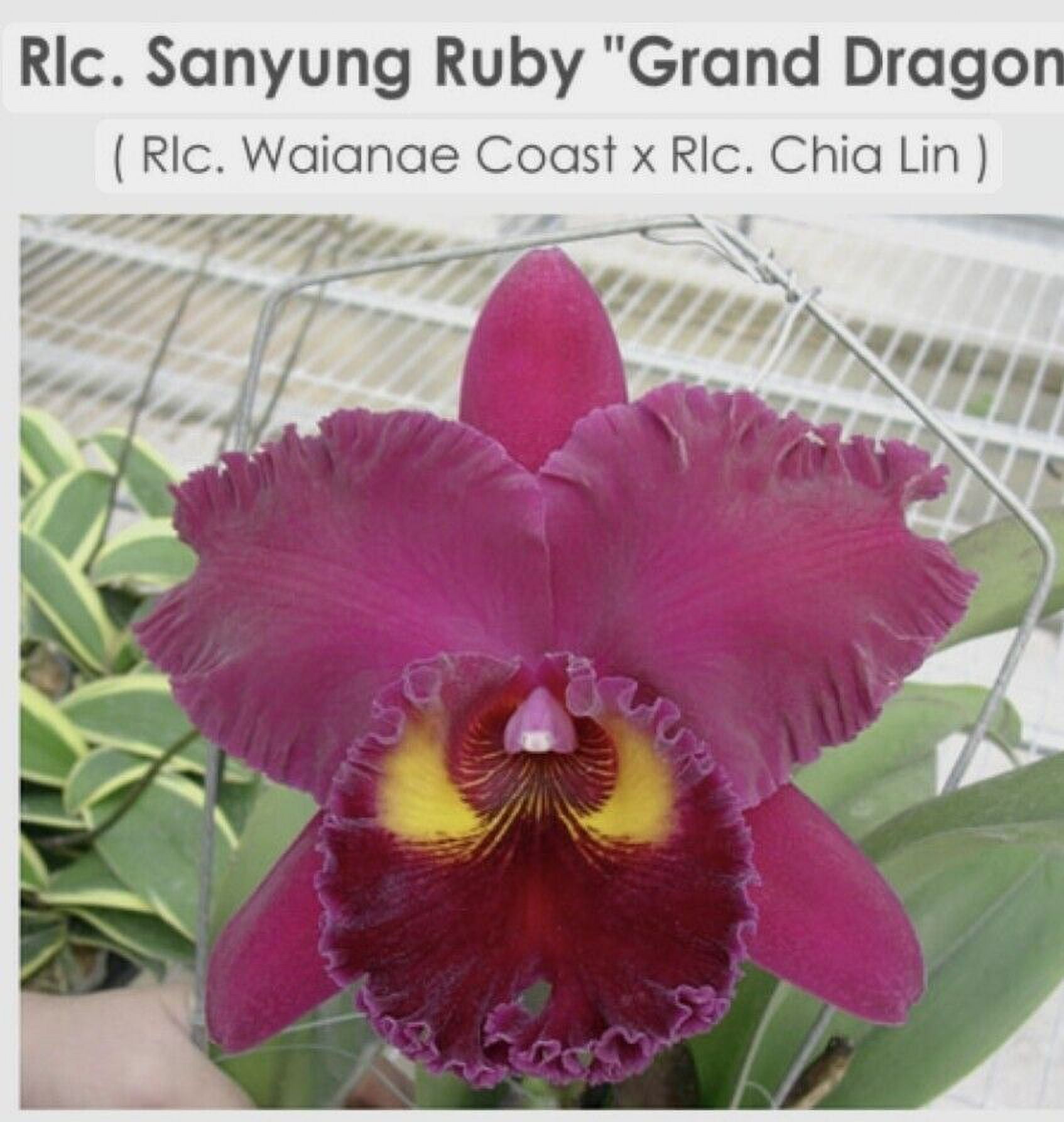 Fragrant Thailand Import Rlc. Sanyung Ruby Grand Dragon - Walmart.com