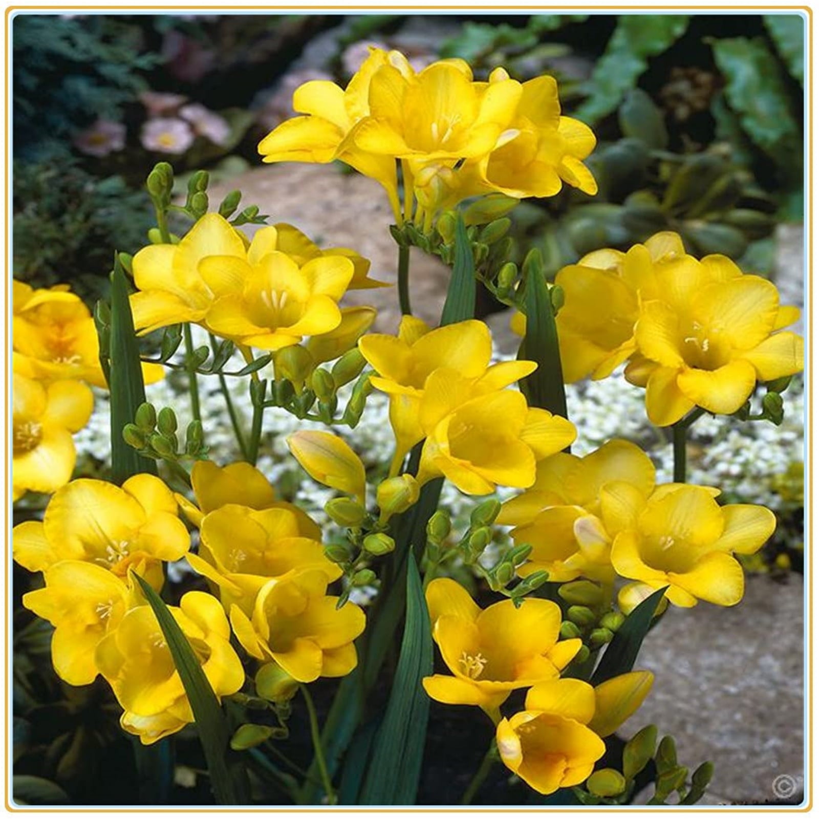 Fragrant Tuberose-Bulbs For Planting - Premium Garden Stakes Perfect ...