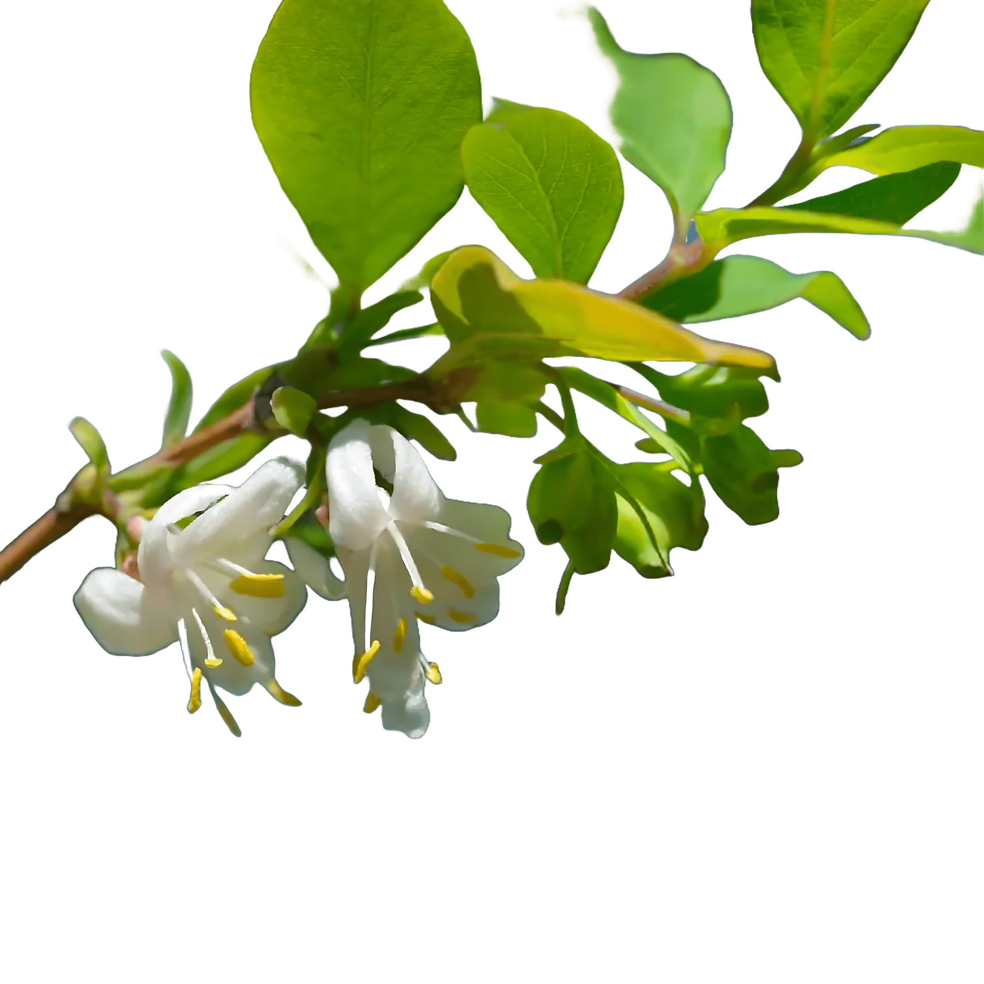 Fragrant Winter Honeysuckle – Evergreen Shrub with Sweetly Scented ...