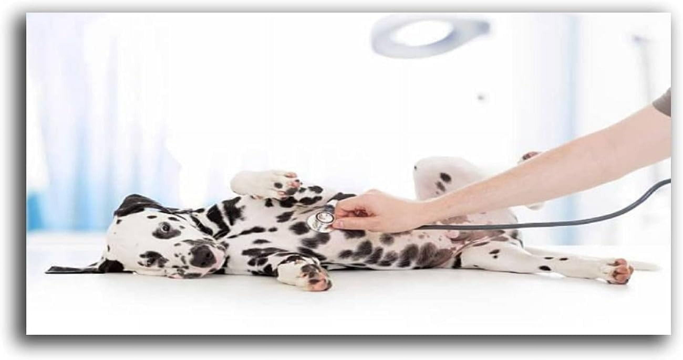 Frame Print Photo Paintings Dog examination by veterinary doctor with ...