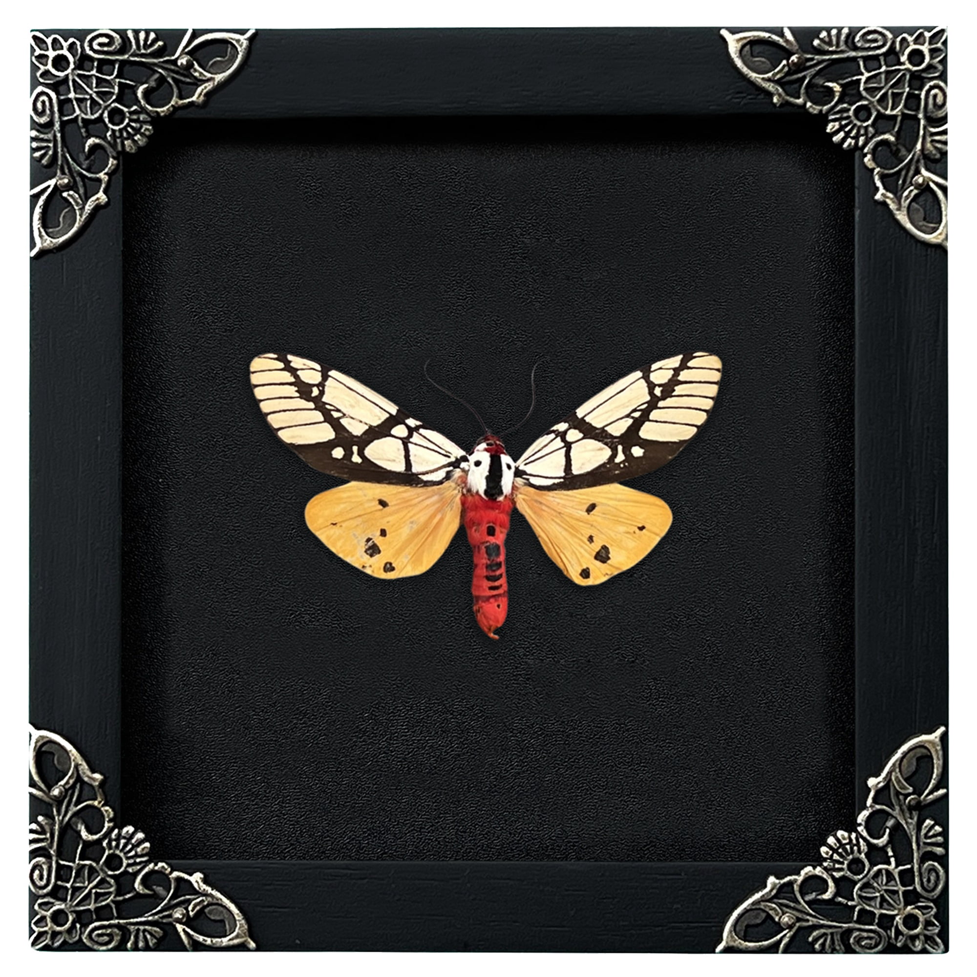 Framed Entomology Art Butterfly Display Dried Wing Shadow Box Curiosity ...