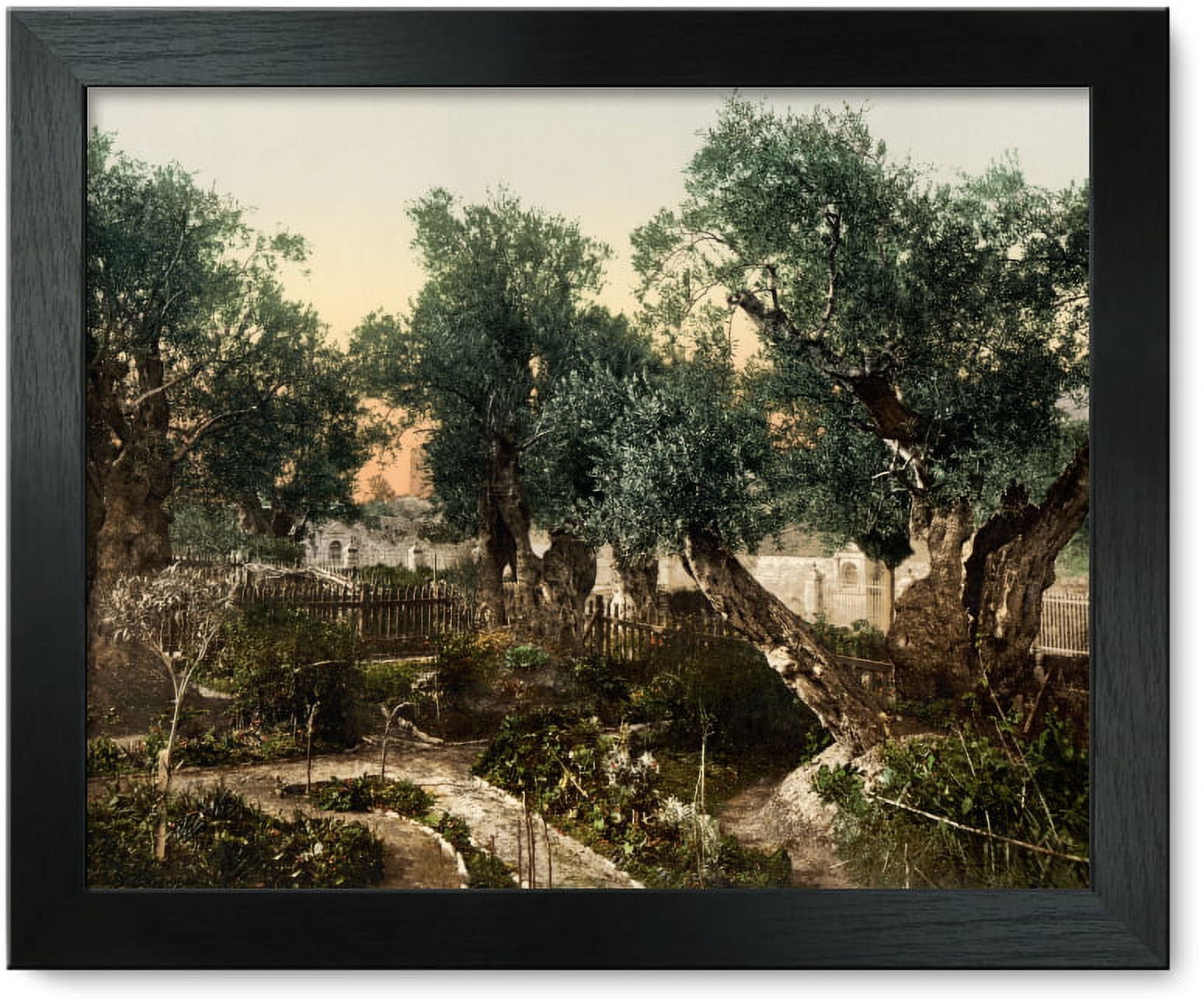 Framed Print: Garden Of Gethsemane, Jerusalem, Holy Land, circa 1890 ...