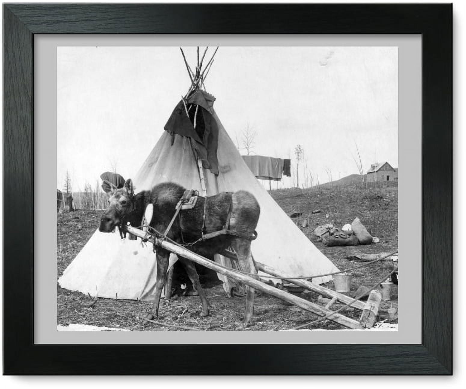 Framed Print: Moose Harnessed For Work Beside Tepee i.e. Tipi, circa ...