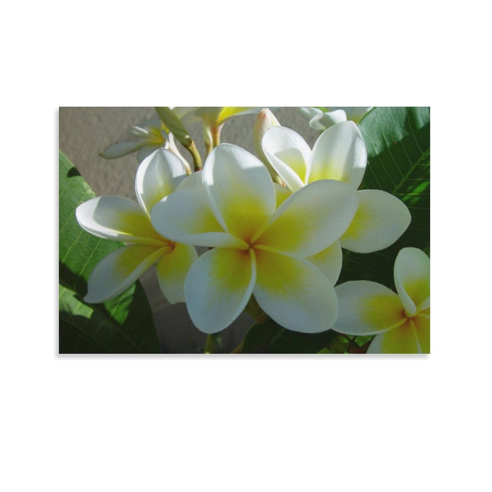Frangipani Cluster Canvas Art Poster And Wall Art Picture Print Modern ...