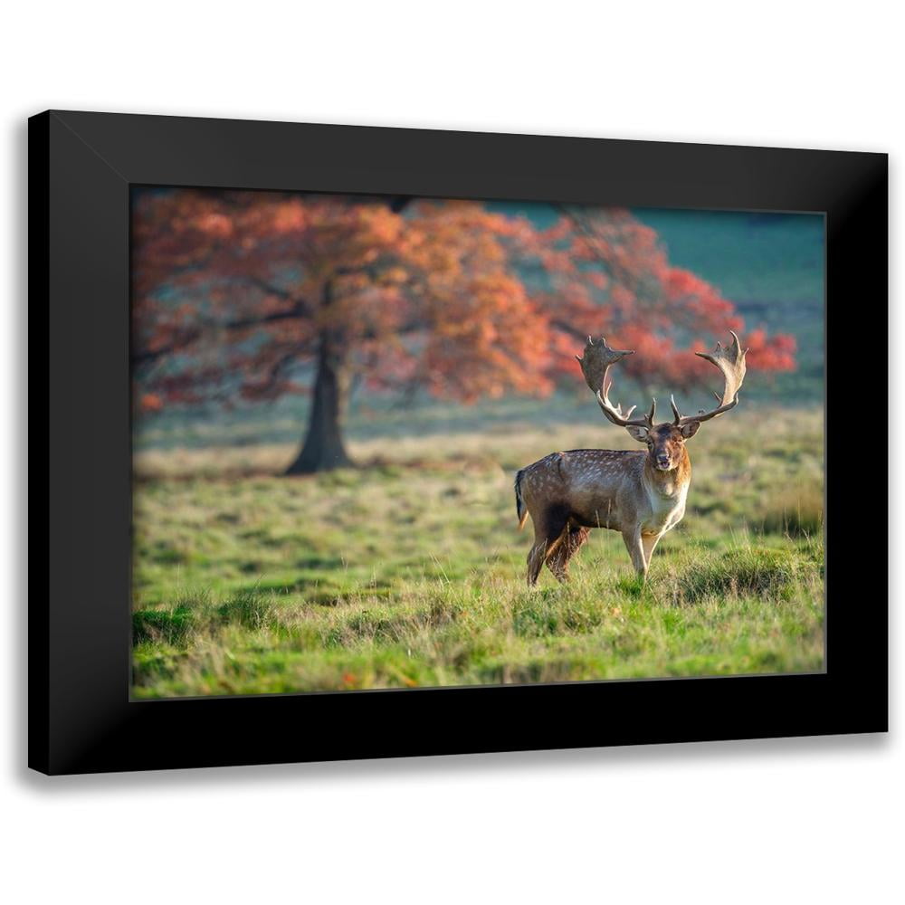 Frank, Assaf 14x12 Black Modern Framed Museum Art Print Titled - Stag ...