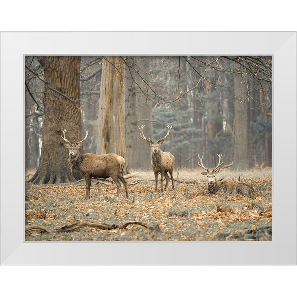 Frank, Assaf 14x12 White Modern Wood Framed Museum Art Print Titled ...