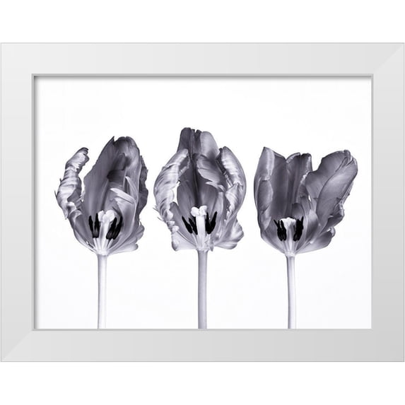 Frank, Assaf 18x15 White Modern Wood Framed Museum Art Print Titled ...