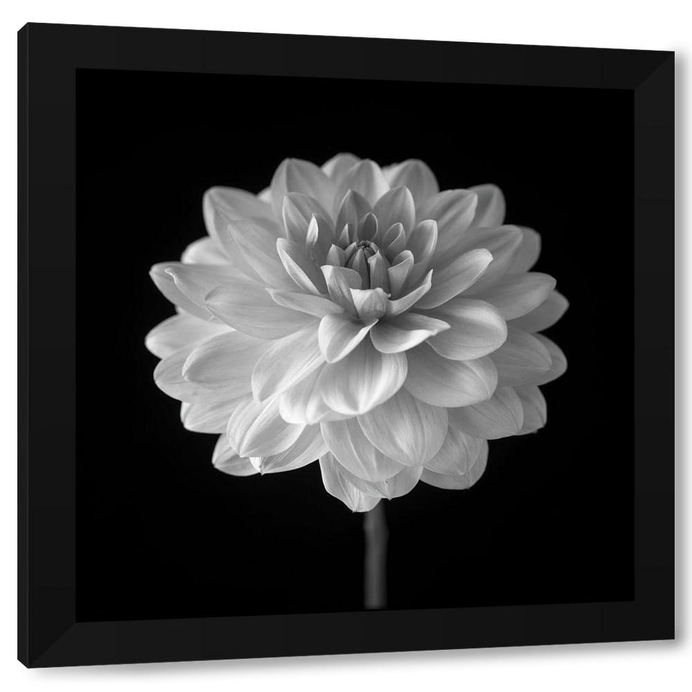 Assaf Frank 20x20 Black Modern Wood Framed Wall Art Titled - Dahlia ...
