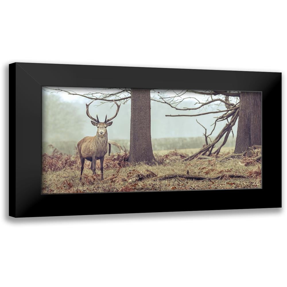 Frank, Assaf 24x14 Black Modern Framed Museum Art Print Titled - Stag ...