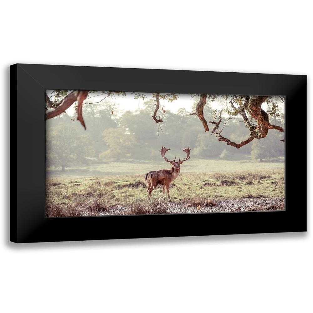 Frank, Assaf 24x15 Black Modern Framed Museum Art Print Titled - Stag ...