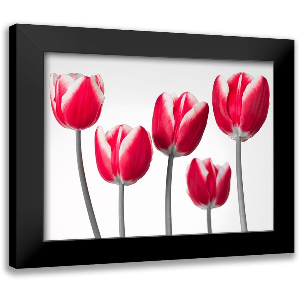 Frank, Assaf 24x19 Black Modern Framed Museum Art Print Titled - Fresh and beautiful Tulips on ...