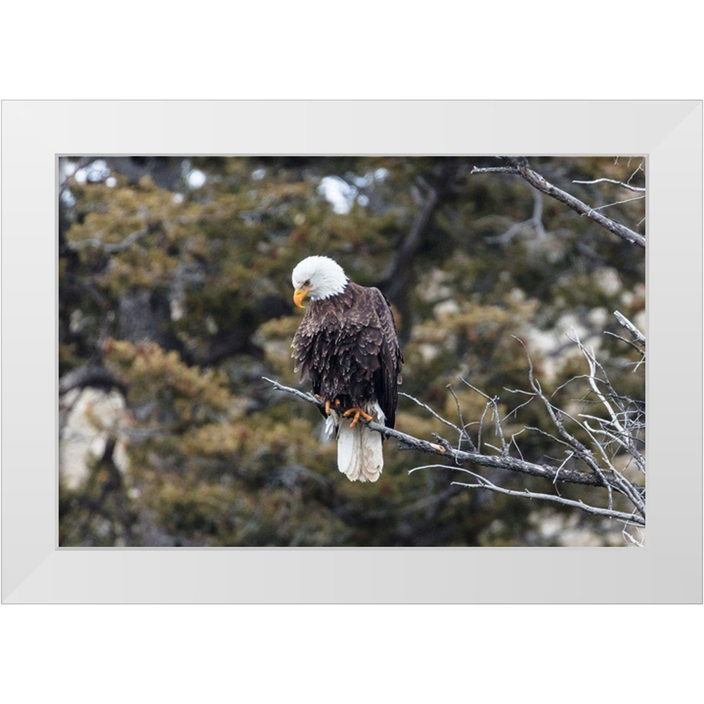 Frank, Jacob W. 14x11 White Modern Wood Framed Museum Art Print Titled ...