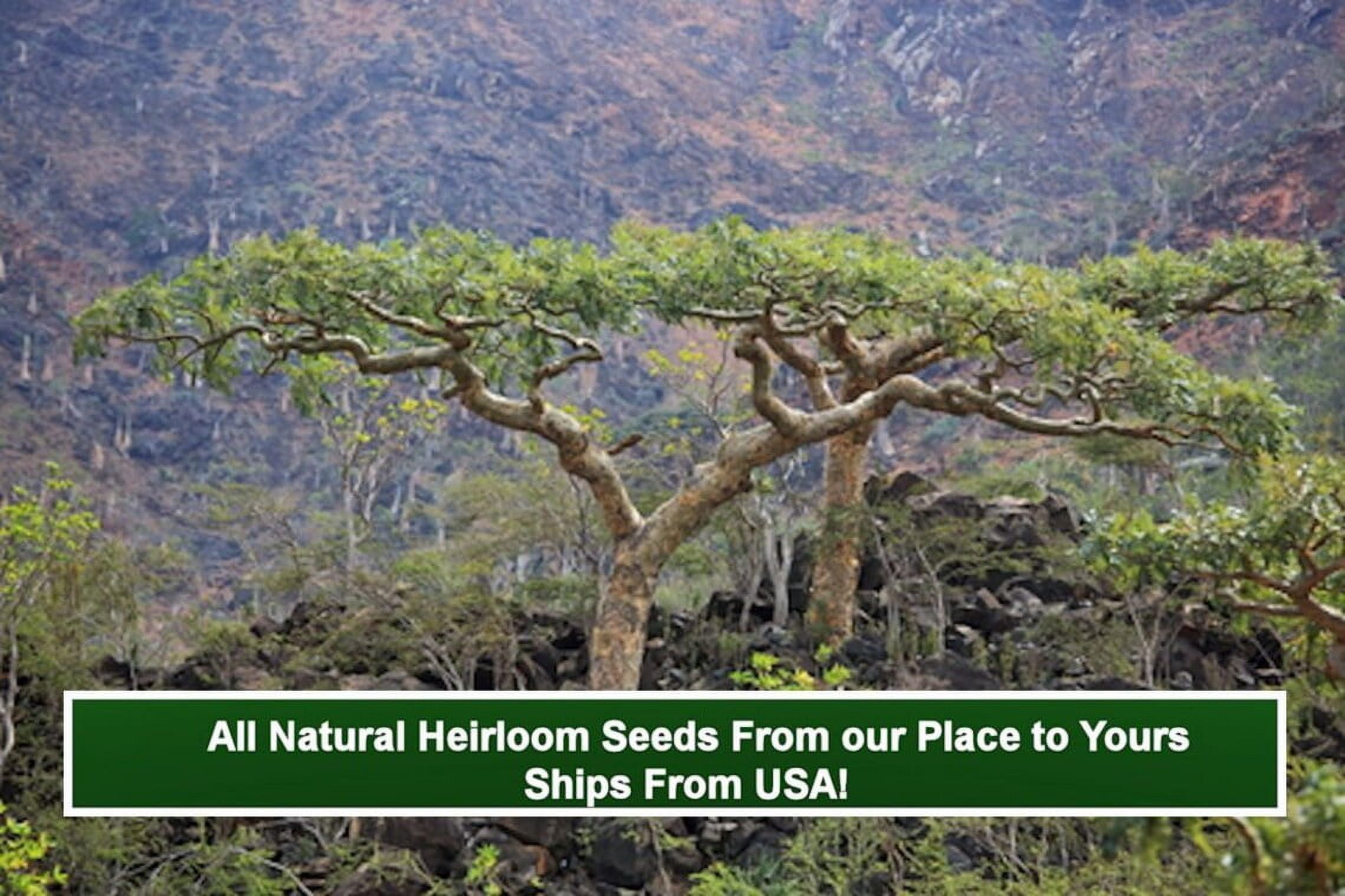 Serendipity Seeds Frankincense Seeds, Boswellia Serrata, 10 Heirloom ...