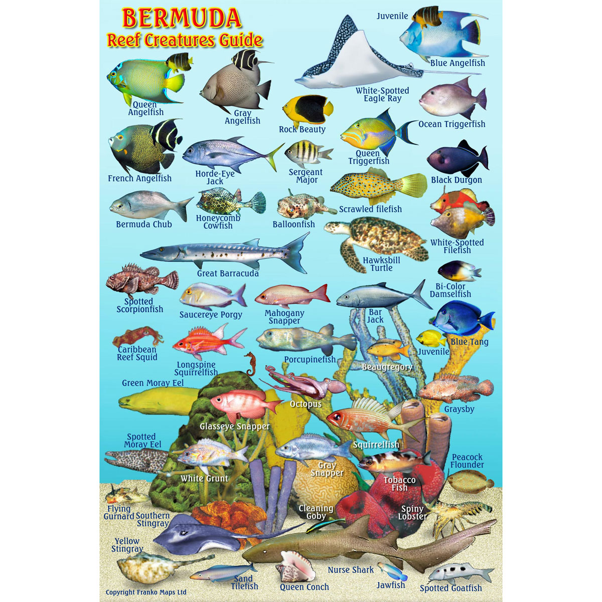 Franko Maps Bermuda Mini Fish ID-Card - Walmart.com