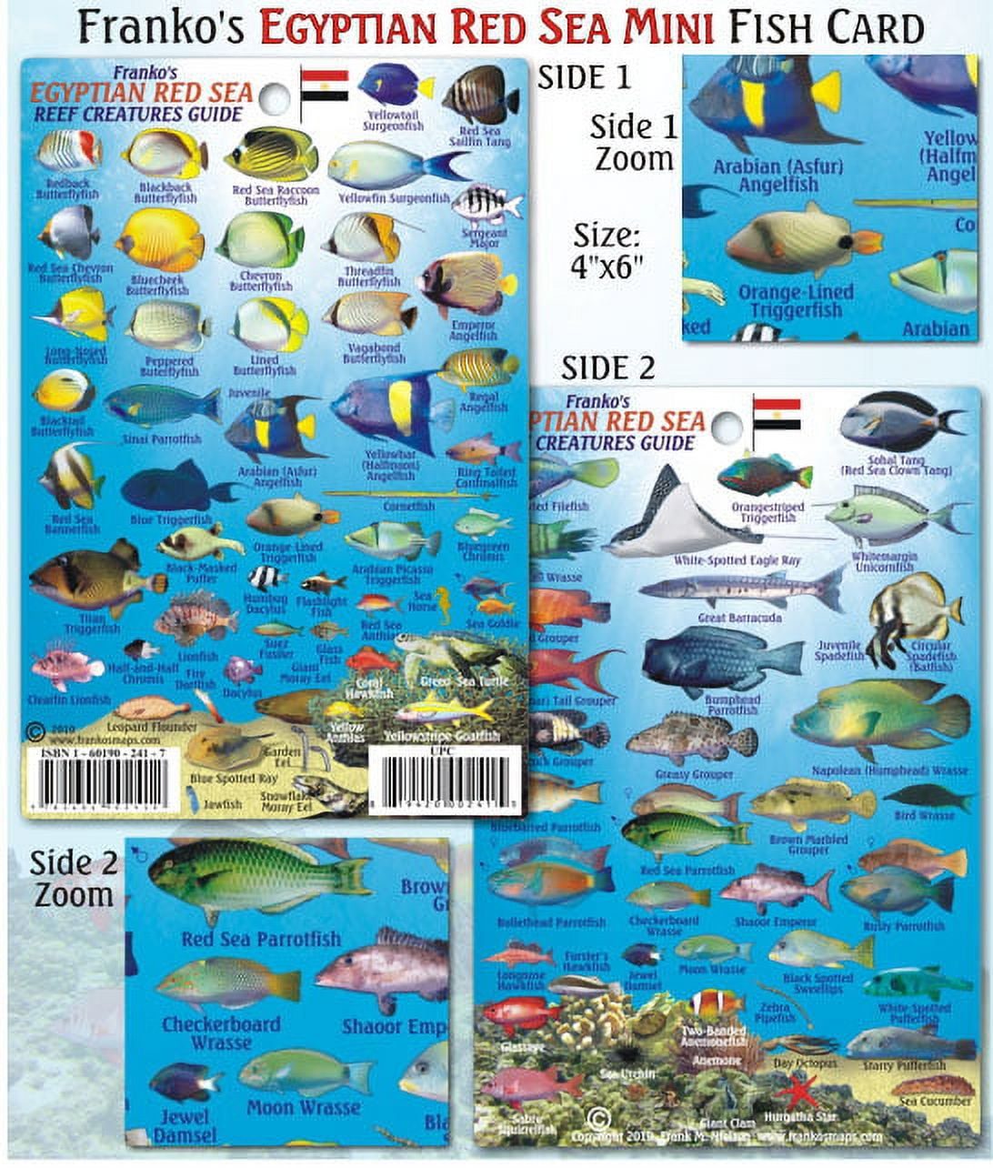 Franko Maps - Mini Egyptian Red Sea Fish ID - Walmart.com