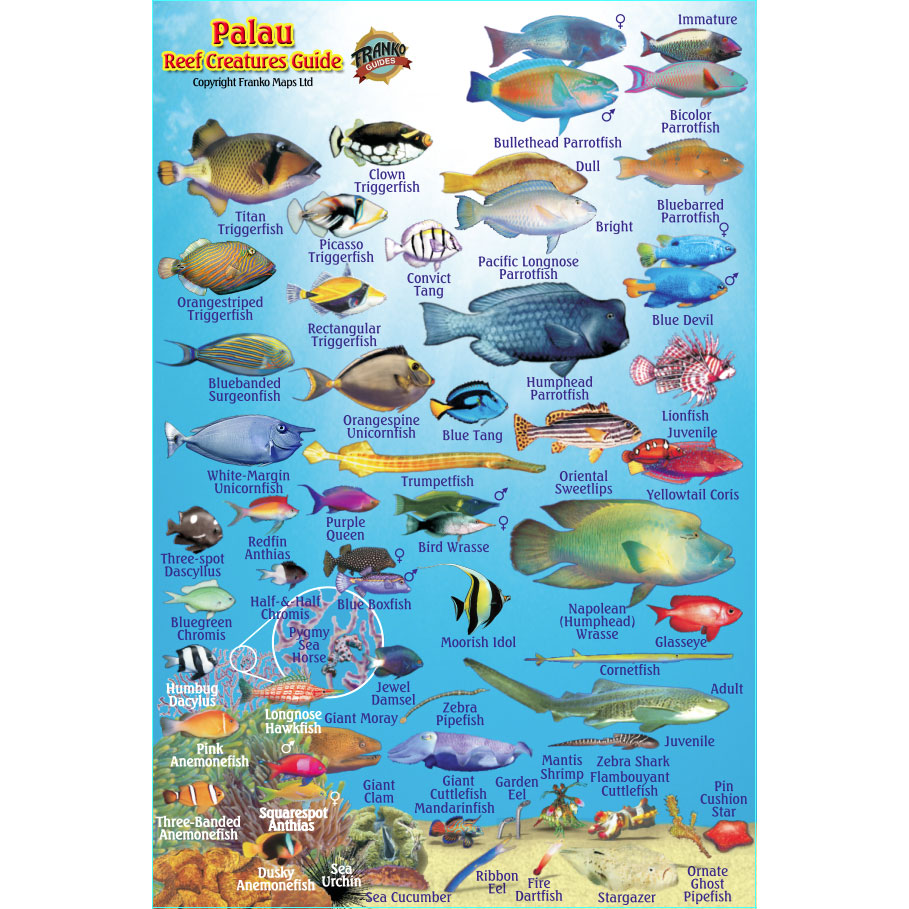 Franko Maps Palau Mini Fish ID-Card - Walmart.com