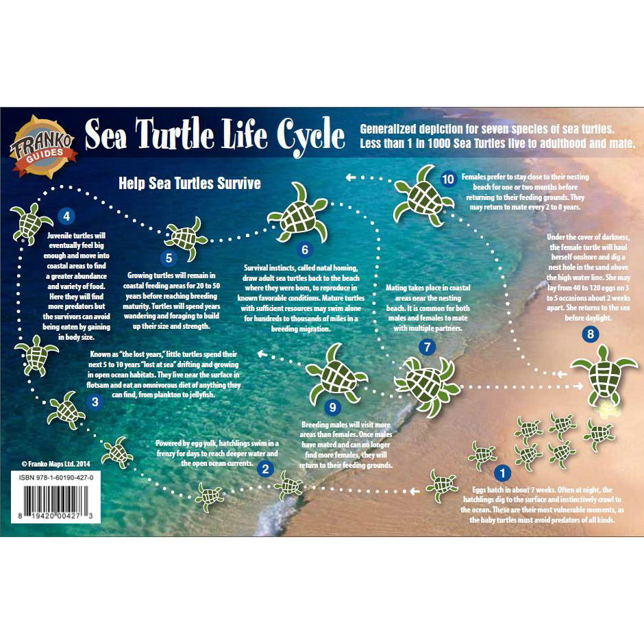 Franko Maps, Sea Turtles Life Cycle Card - Walmart.com