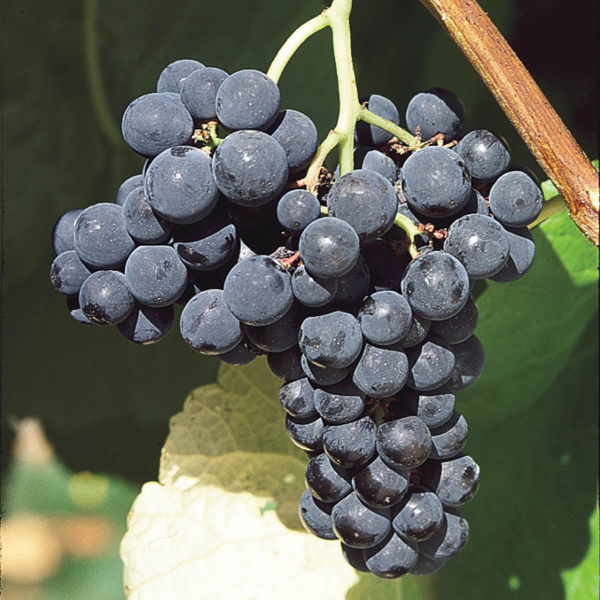 Fredonia Grape Vine, Deciduous Fruit Bearing Plant, grown in a 2 Gallon ...