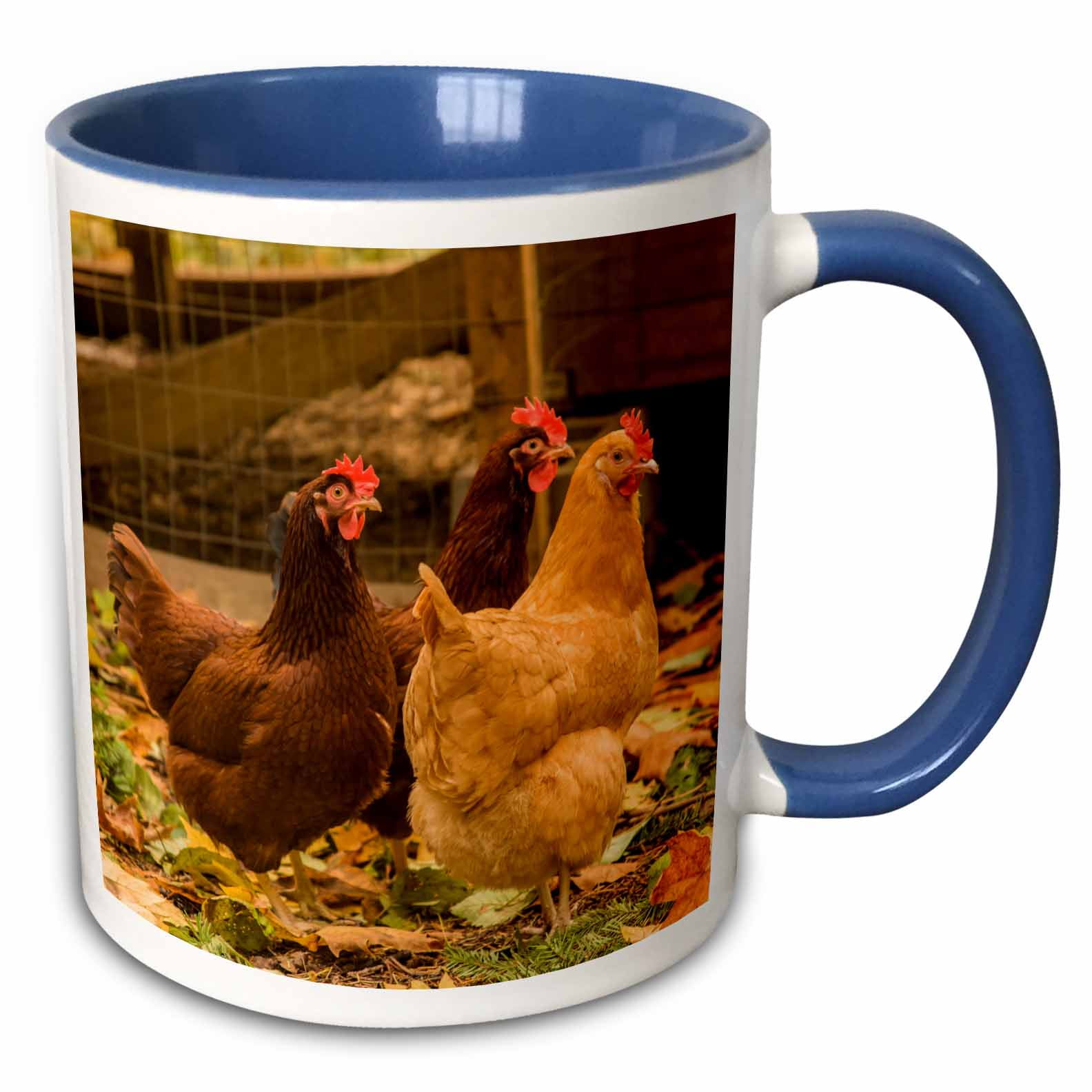 3drose, Free-ranging Buff Orpington and Rhode Island Red Chickens, 11oz ...